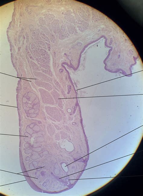 Opt531l Histology Of The Eyelid Diagram Quizlet