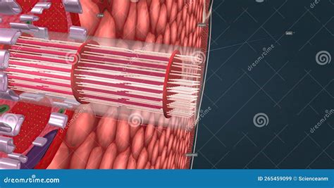 Myofibril Whose Group Consists Of Contractile Fibers Running Parallel Along The Length Of The