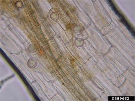 Pythium Diseases Genus Pythium Pringsh