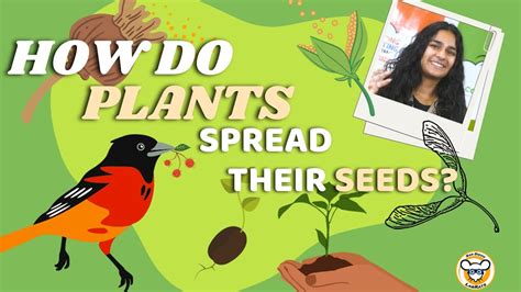 Examples Of Seed Dispersal Natures Ingenious Strategies