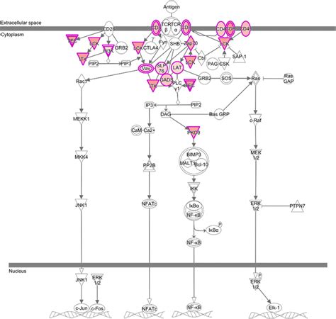 T Cell Receptor Tcr Signaling Pathway Activation In Endometrium Of