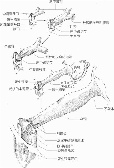 阴道的发生 钟世镇现代临床解剖学