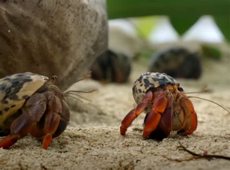 육지 바다 소라게 키우기 딸기 인도 소라게 갯벌게 먹이는 네이버 블로그