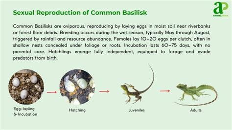 Common Basilisk Jesus Christ Lizard Facts Behavior And Habitat