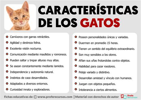Caracter Sticas De Los Gatos