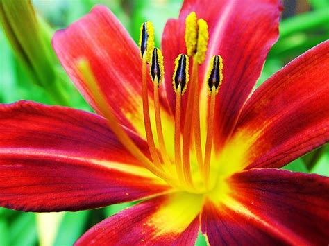 Menakjubkan 30 Bunga Lili Api Gambar Bunga Indah