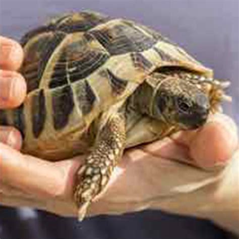 Kura Kura Kecil Nama Victoria Bower