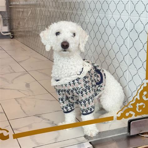 비숑프리제 별이 치와와키우는방법 코카스파니엘키우는방법 폼스키키우는방법 폼치키우는방법 폼피츠키우는방법 푸숑키우는방법 노르웨이숲키우는방법 뱅갈키우는방법 샴키우는방법 셀커크렉스