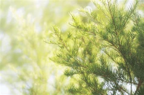 10 Drought Tolerant Hedge Plants In Australia Yard Work