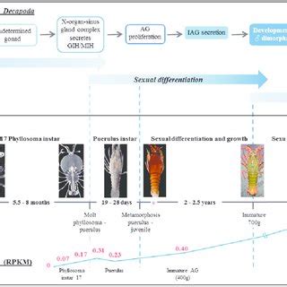 Decapod Phylogeny With Chromosomal Mechanism Of Sex Determination Download Scientific Diagram
