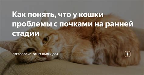 Как понять что у кошки проблемы с почками на ранней стадии Зверополис Ольга Шильцова Дзен