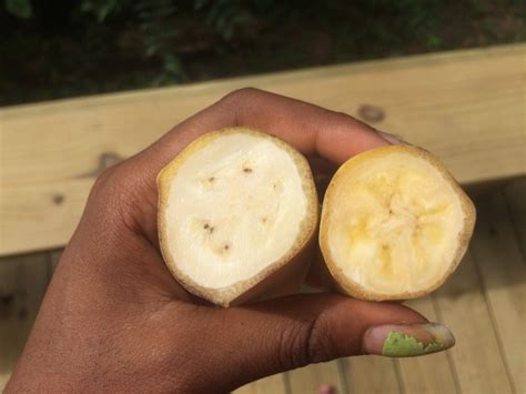 Tasting Lab Java Blue Vs Kru Banana Varieties And Tropical Fruit Trees