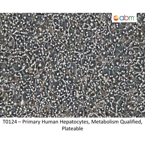 Get T Primary Human Hepatocytes Metabolism Qualified Suspension