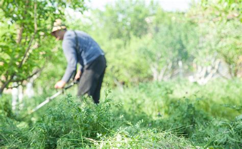 잔디에 초점을 맞춥니다 잔디 트리머와 잔디를 절단 노동자 남자에 대한 스톡 사진 및 기타 이미지 남자 농장 사람들