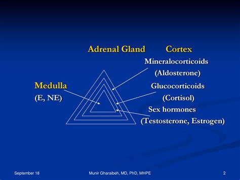 Adrenal Steroids Mineralocorticoids And Glucocorticoids Ppt Download