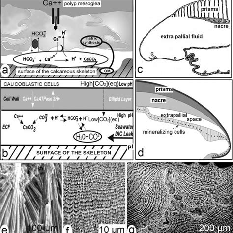 Example Of Biologically Induced Mineralization A Dendroid Green