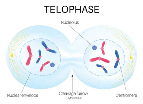 Telophase Quickbytes Education Cell Biology
