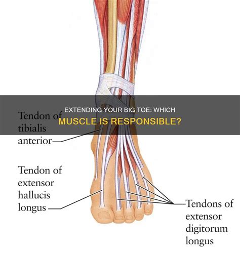 Extending Your Big Toe Which Muscle Is Responsible Cyvigor