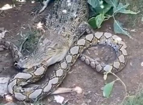 crocodile takes down python in epic battle in backyard