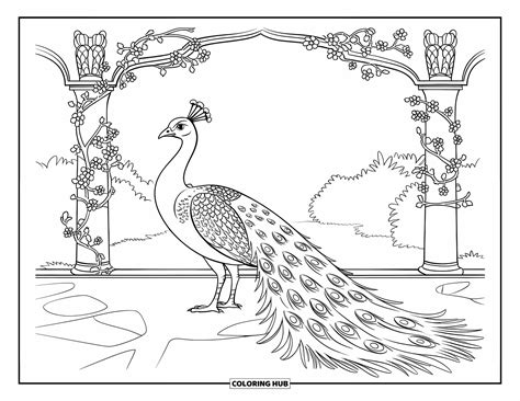 155 Dibujos De Pavo Real Para Colorear Para Niños Y Adultos Pdfs