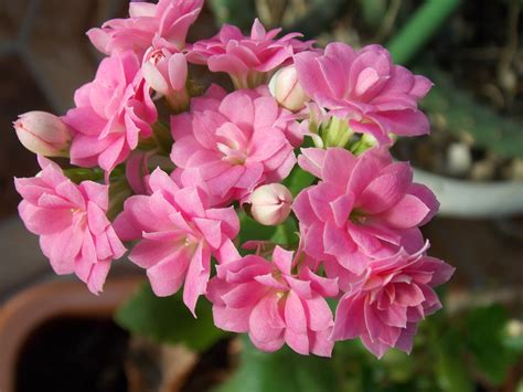 Kalanchoe Blossfeldiana Poelln Plants Of The World Online Kew Science
