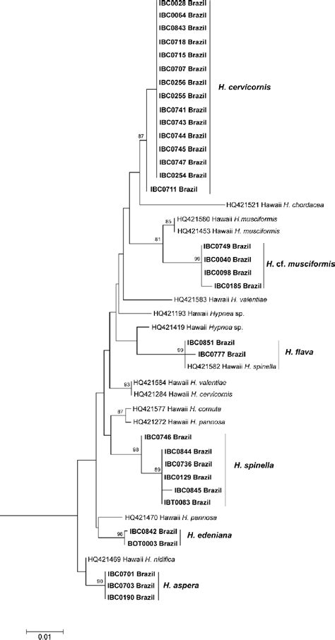 Neighbour Joining Nj Analysis For Upa Sequences For Hypnea Species Download Scientific