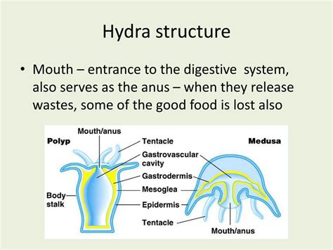 Ppt Phylum Cnidaria Powerpoint Presentation Free Download Id 2390037
