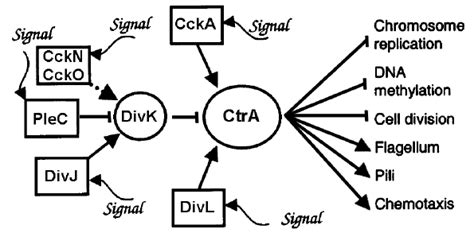 Model Of The Signal Transduction Network Controlling The Activity Of