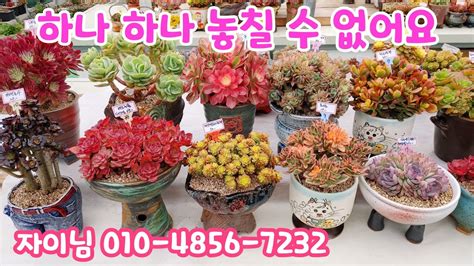 240308📍자이님 소화금 홍매화철화 황금염좌 흑사금 어니언로사 밴바디스 러블리로즈 수연 레드노블 실루엣 Youtube