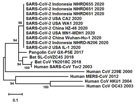 Distribution Of Covid 19 And Phylogenetic Tree Construction Of Sars Cov