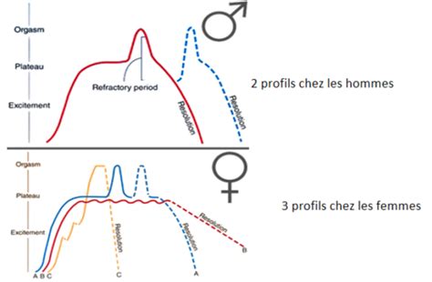 Sexo modèle de réponse sexuelle Flashcards Quizlet