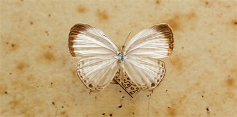 Aspidomorpha Miliaris