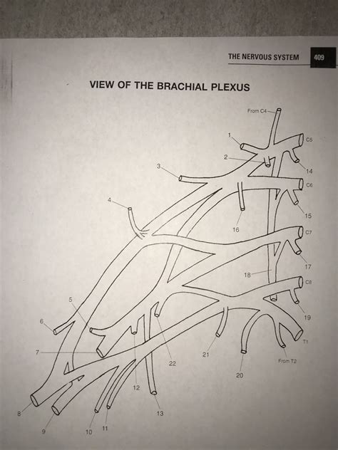 Ot544 Lab Brachial Nerve Plexus Diagram Quizlet