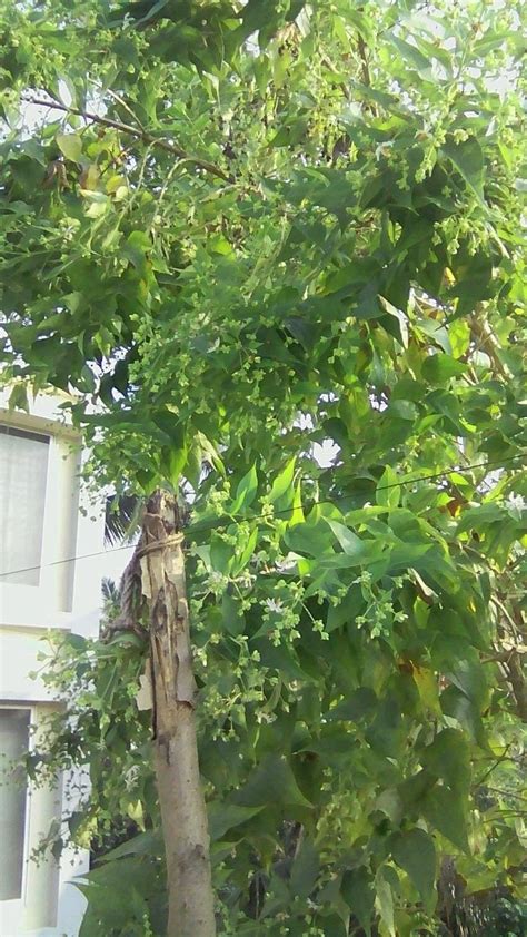 শিউলি ফুল গাছ