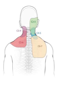 Mst Thoracic Flashcards Quizlet