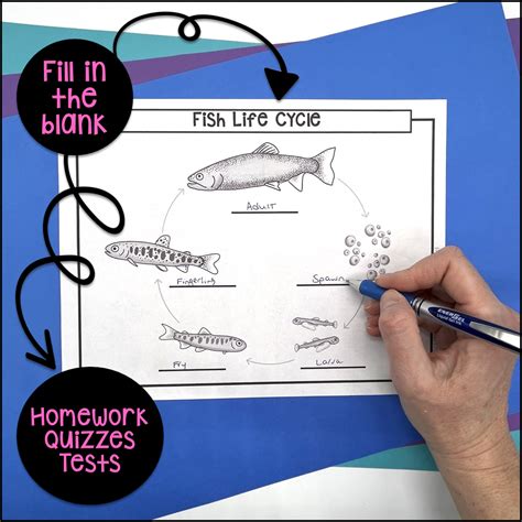 Fish Life Cycle Made By Teachers