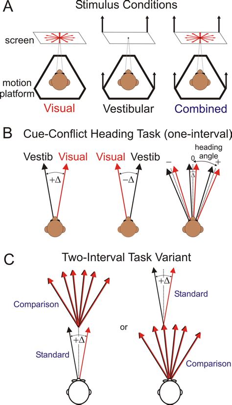 Dynamic Reweighting Of Visual And Vestibular Cues During Self Motion Perception Journal Of
