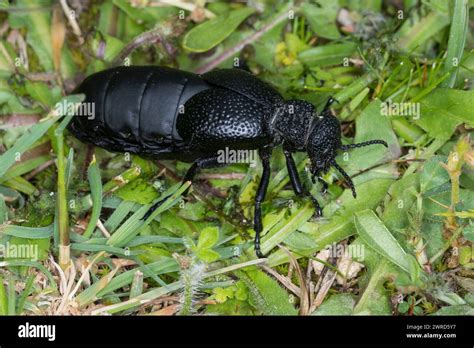 Ölkäfer Meloe Tuccius Coelomeloe Tuccius Oil Beetle Black Oil