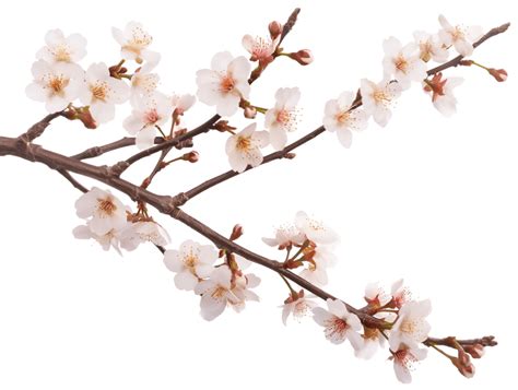 Sakura Tree Pngs For Free Download