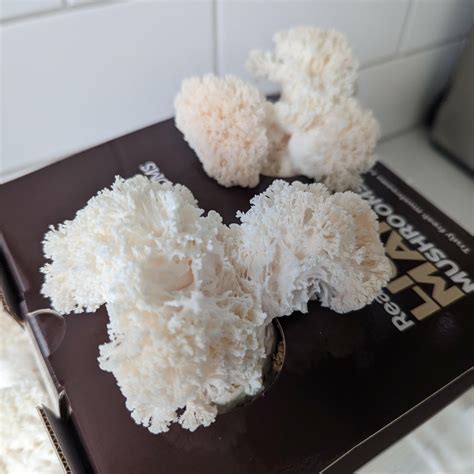 What To Avoid When Growing Lions Mane