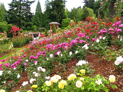 Portland Rose Gardens History Lies In Wwi The Columbian