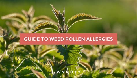 Weed Pollen Allergy Cause Symptoms Treatment 2026 And Wyndly