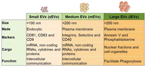 Main Types Of Extracellular Vesicles And Their Size Source Function