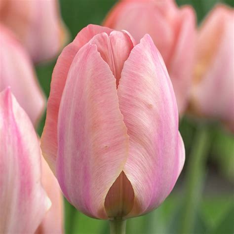 Tulip Darwin Hybrid Salmon Van Eijk 20 Bulbs Longfield Gardens