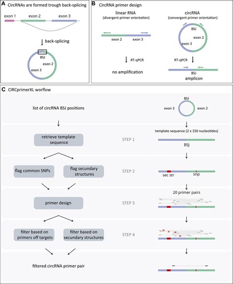 Frontiers Circprimerxl Convenient And High Throughput Pcr Primer Design For Circular Rna