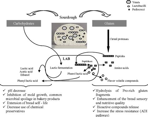 Figure 1 From Update In Bread Fermentation By Lactic Acid Bacteria