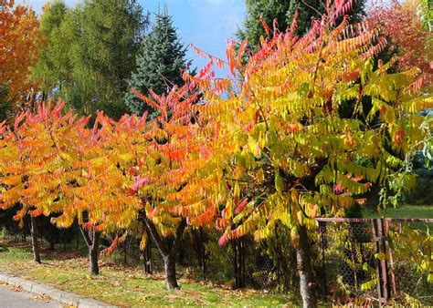 Shoshone Conservation District Seedling Tree Program