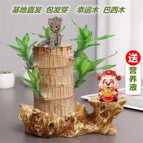 巴西木幸运木开花盆栽水养格鲁特小树人水培花卉室内四季常青绿植 Shopee Singapore