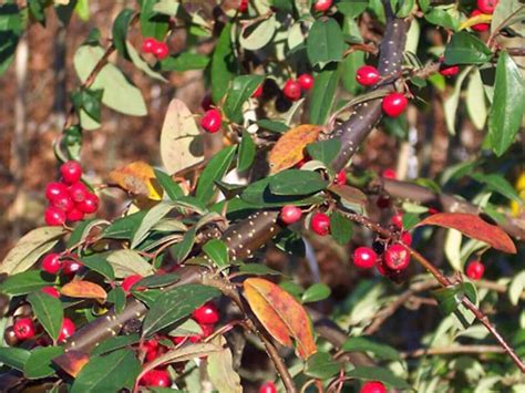 Cotoneaster Chew Valley Trees