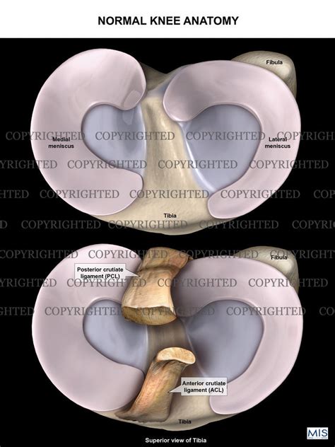 Medial Meniscus Anatomy